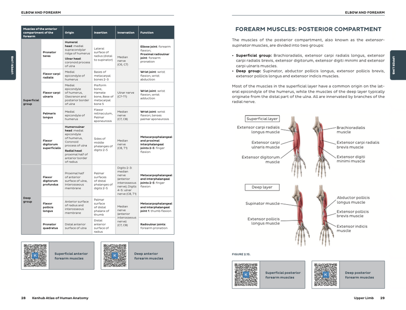 Kenhub Atlas of Human Anatomy - eBook – Kenhub Merch