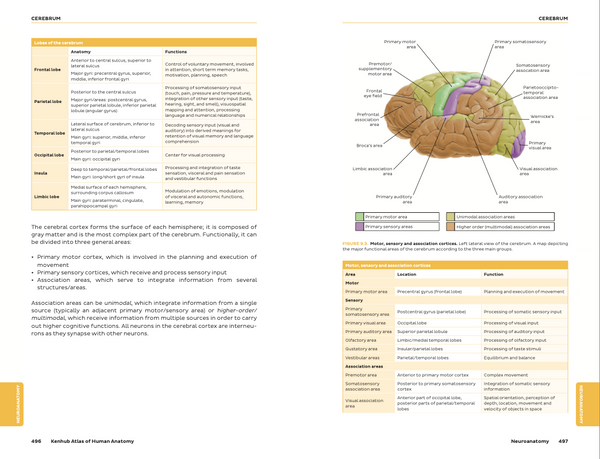Anterior View Of The Human Heart Preview Human Anatomy Kenhub For