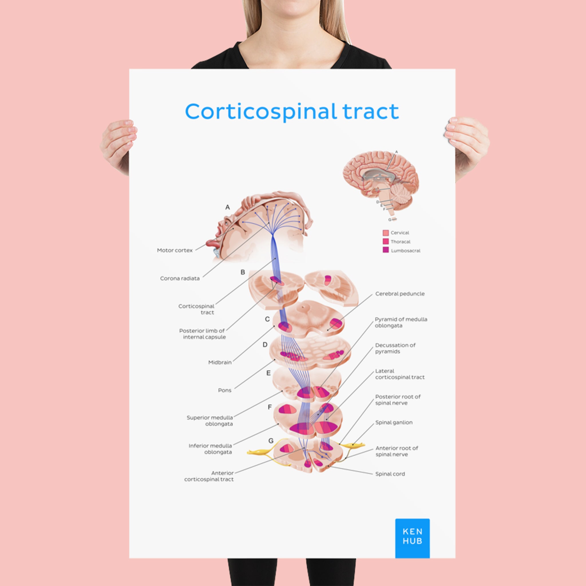 Corticospinal Tract - Poster – Kenhub Merch