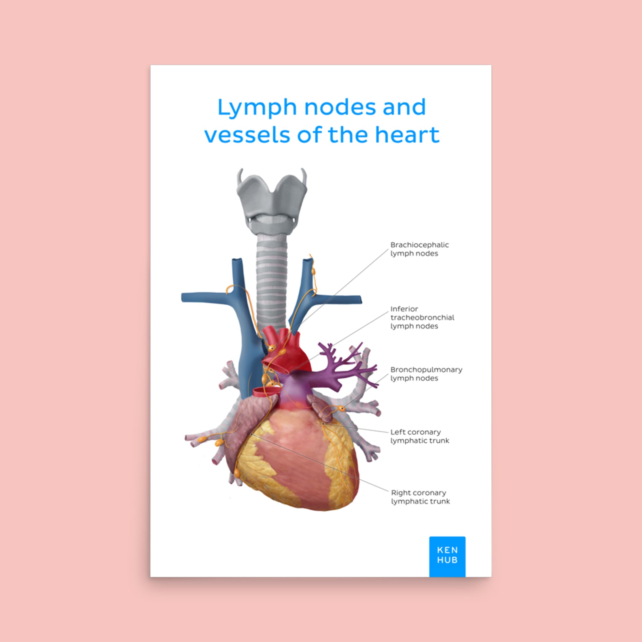 Lymph Nodes and Vessels of the Heart - Poster – Kenhub Merch