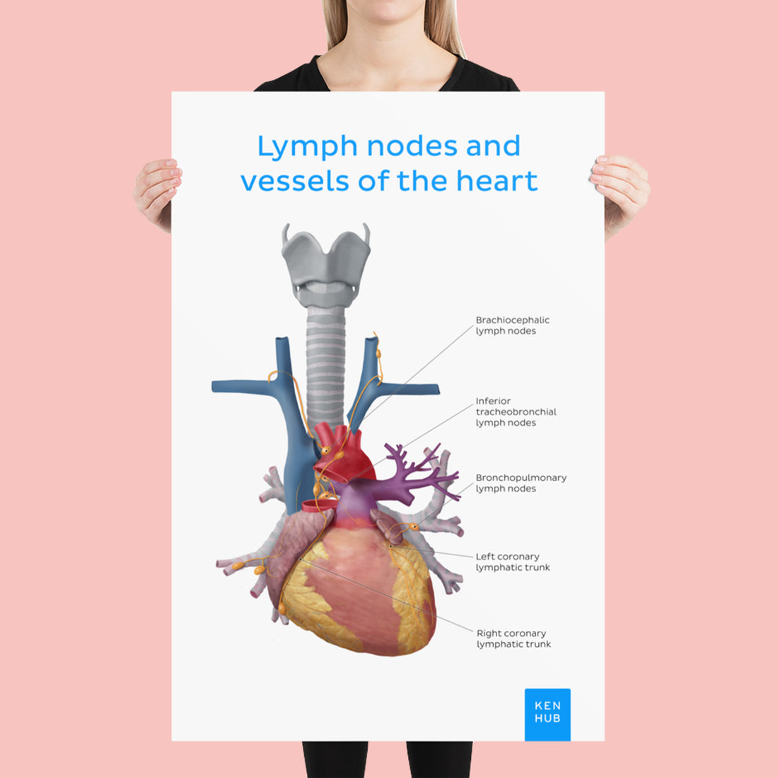 Lymph Nodes and Vessels of the Heart - Poster – Kenhub Merch