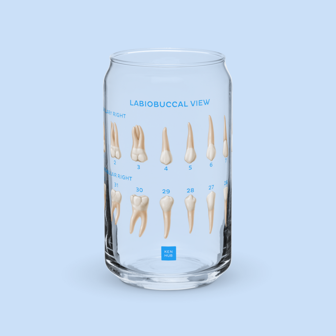 Teeth Anatomy - Can-shaped glass – Kenhub Merch
