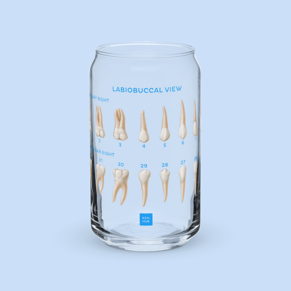 Teeth Anatomy - Can-shaped glass – Kenhub Merch