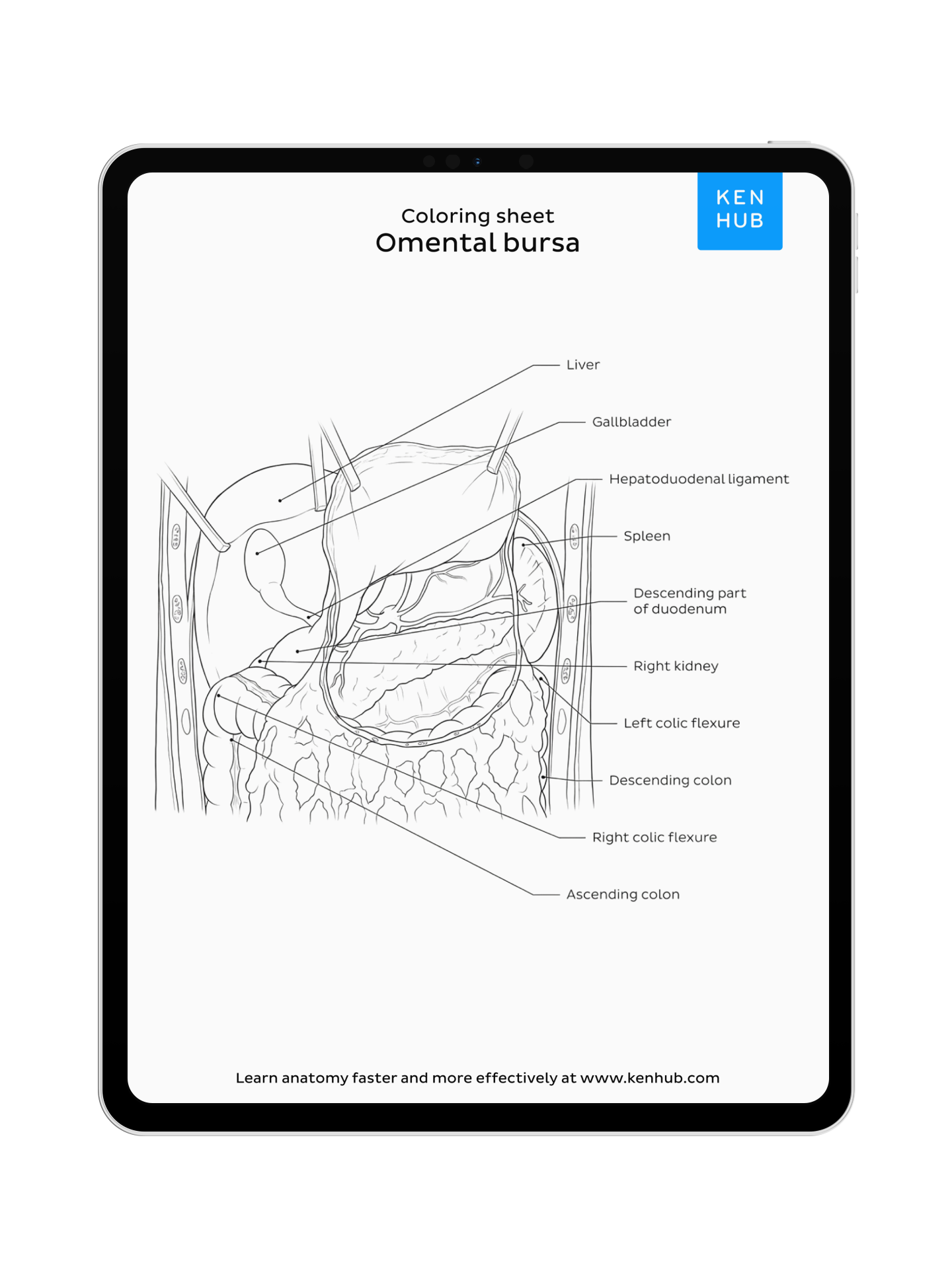 Abdomen: Coloring Pages – Kenhub Merch