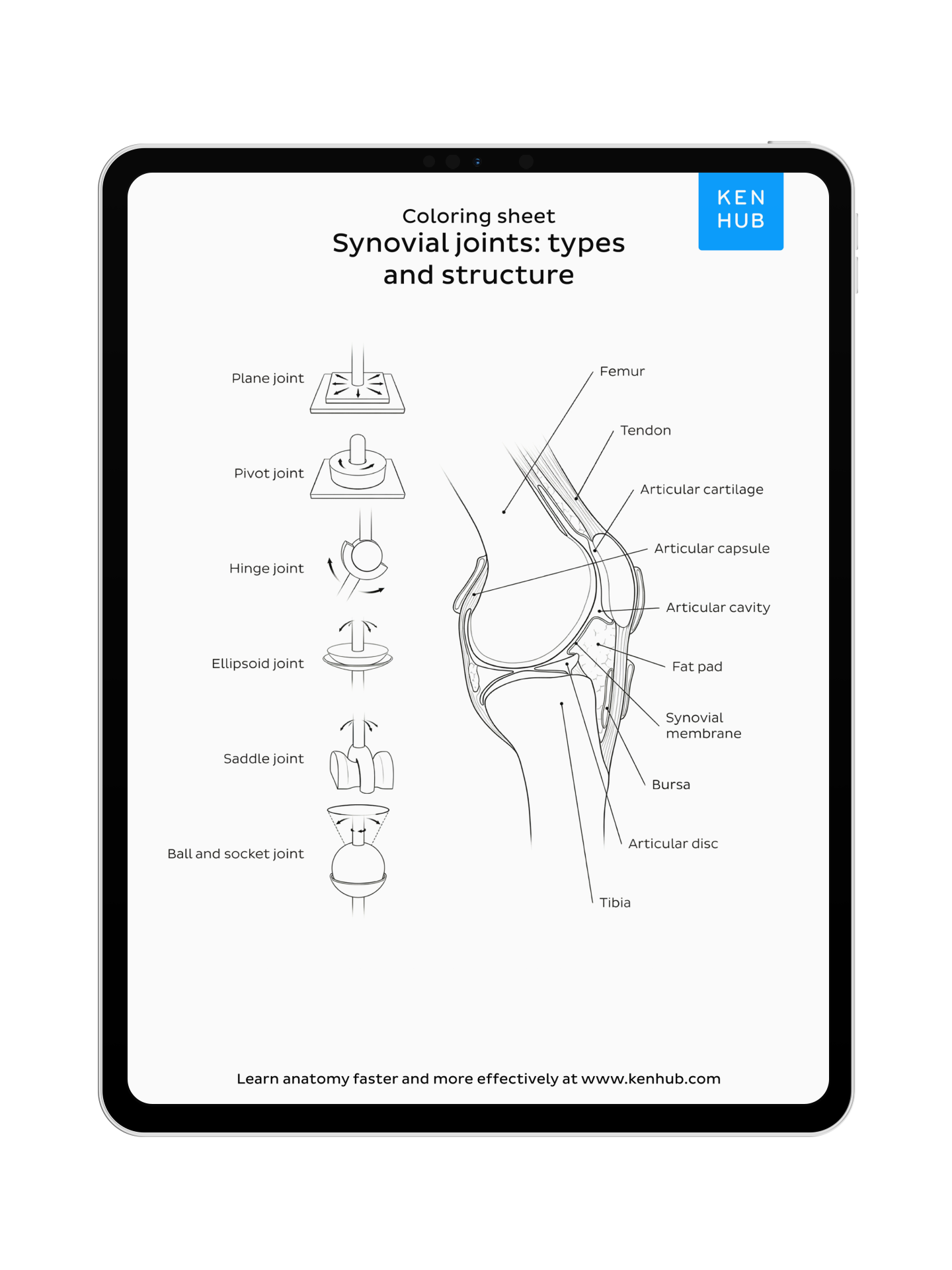 Basics: Coloring Pages – Kenhub Merch