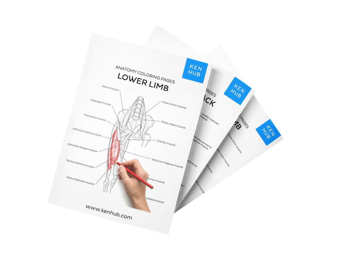 Complete Anatomy Bundle: Coloring Pages (English with English Terminol ...
