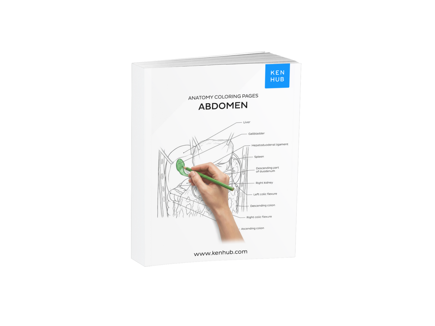 Abdomen: Coloring Pages – Kenhub Merch