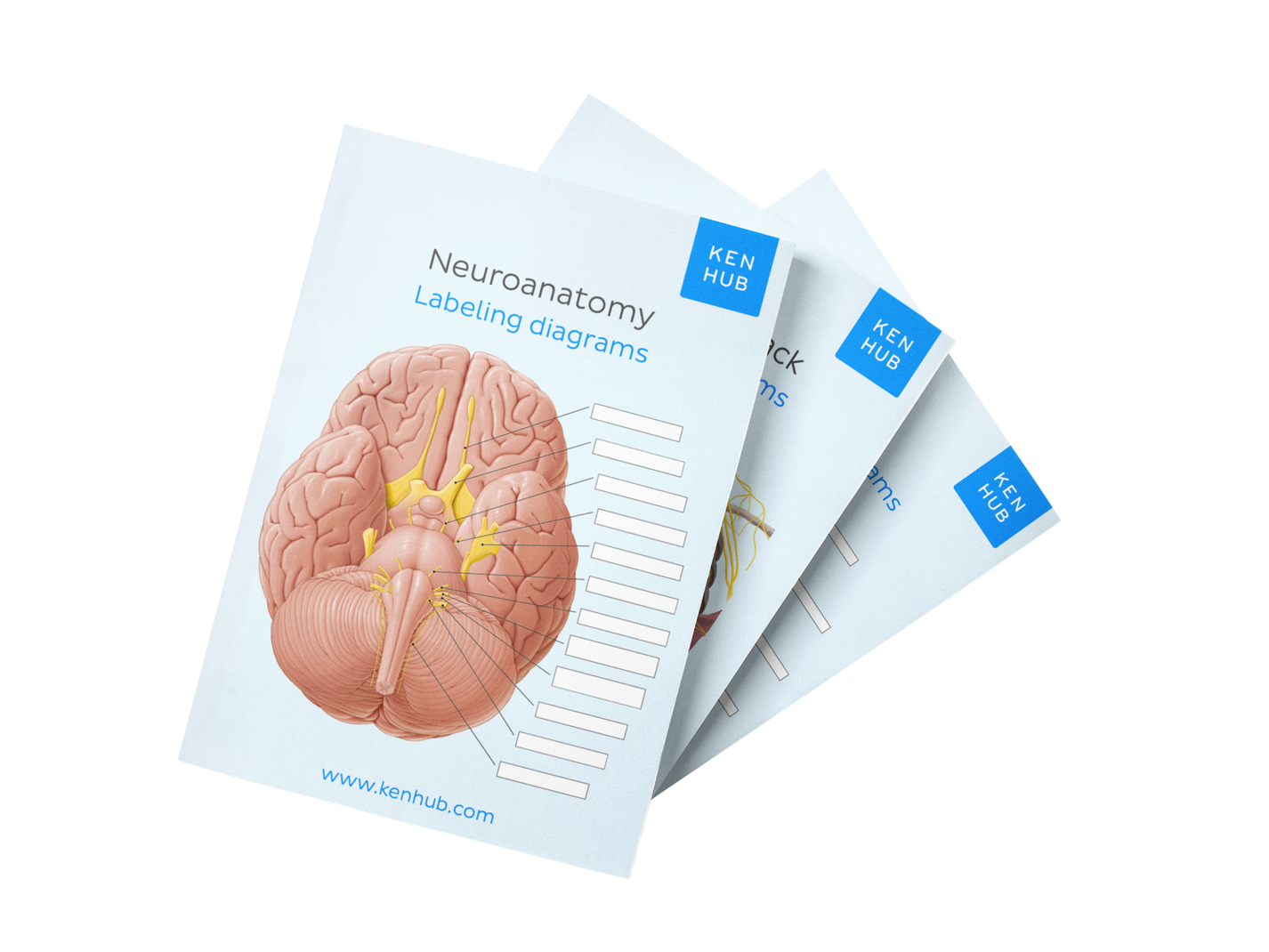 Complete Anatomy Bundle: Labeling Diagrams (English Terminology ...