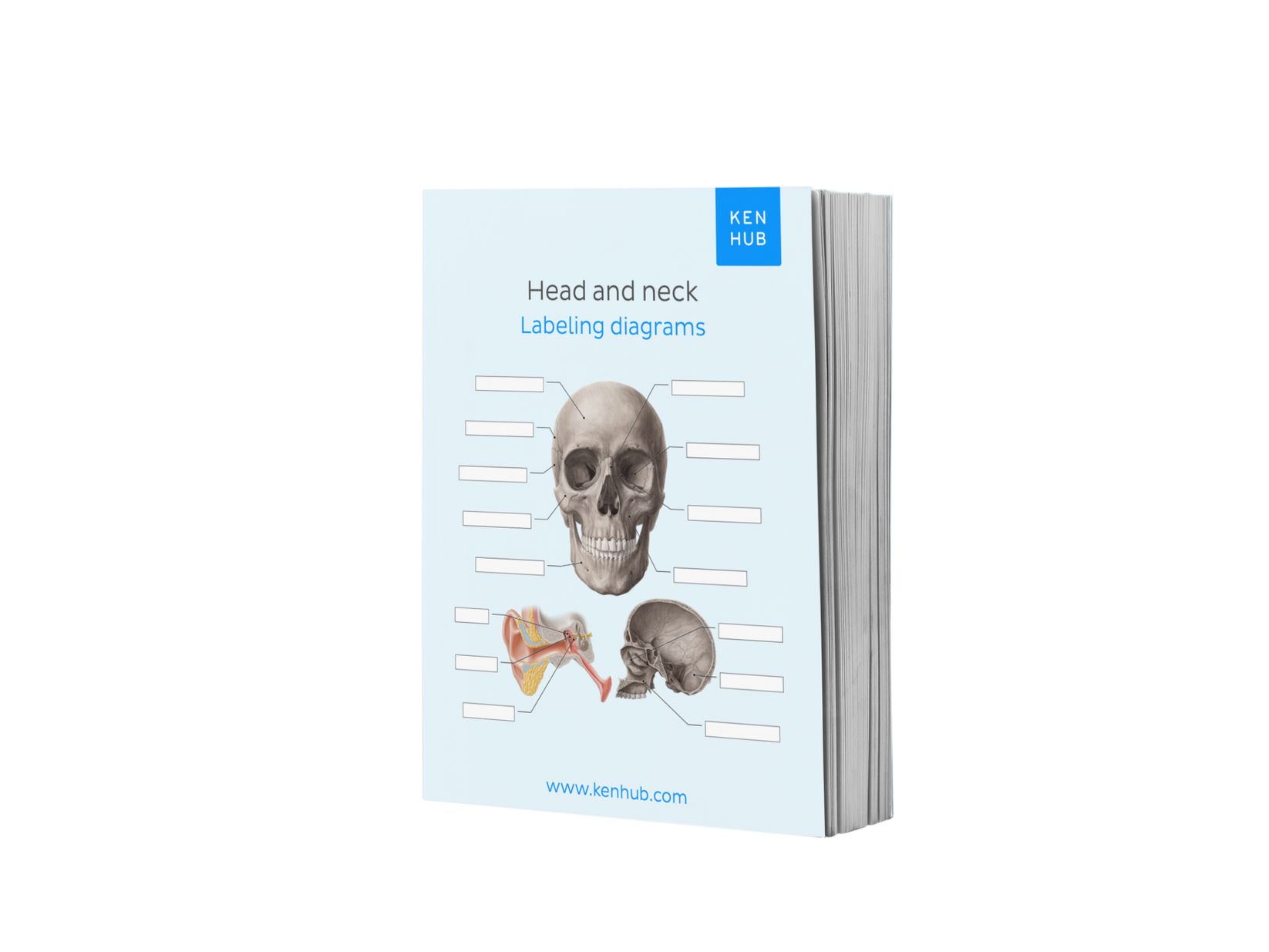 Head and Neck: Labeling Diagrams – Kenhub Merch