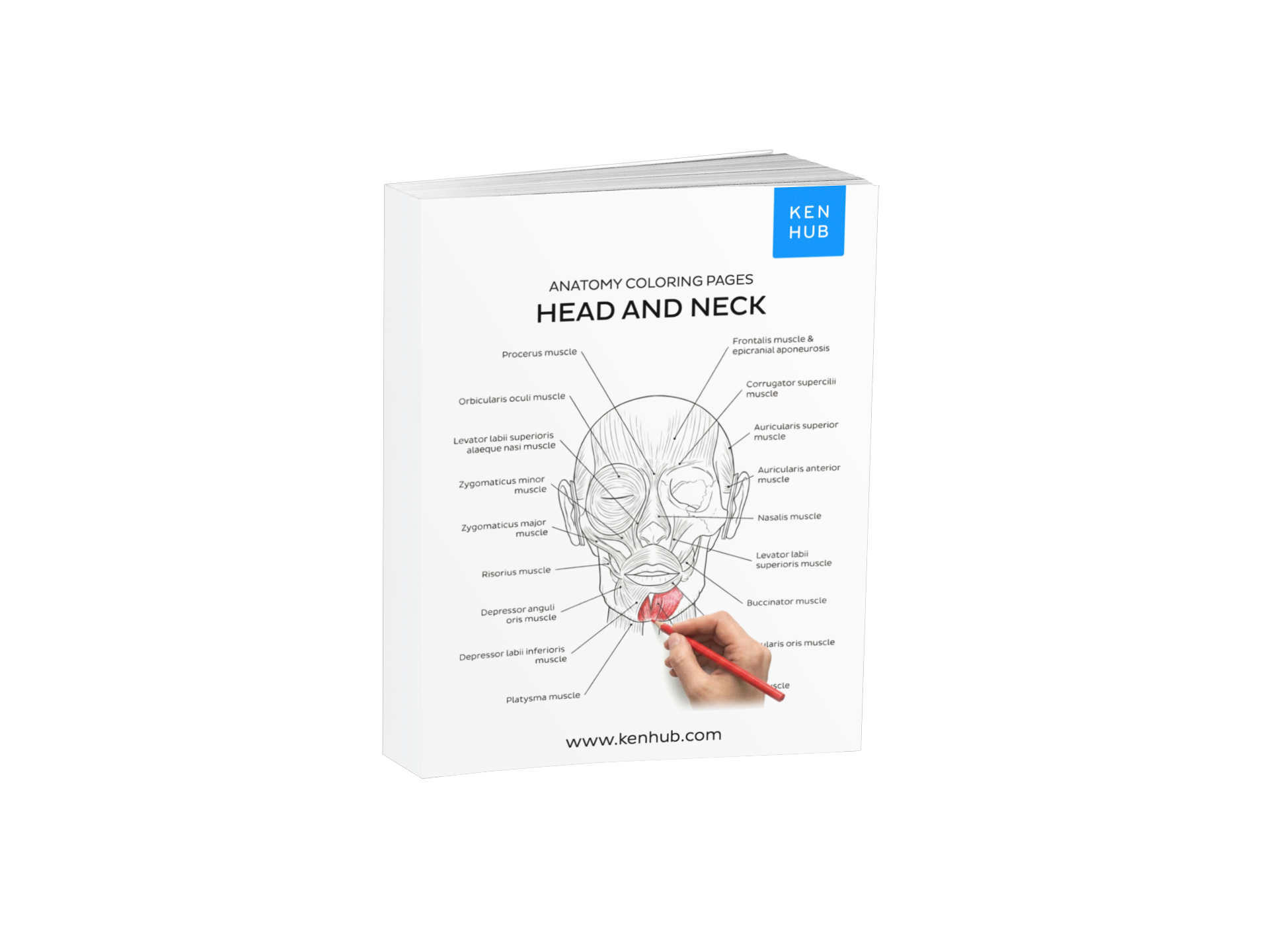 Head & Neck: Coloring Pages – Kenhub Merch