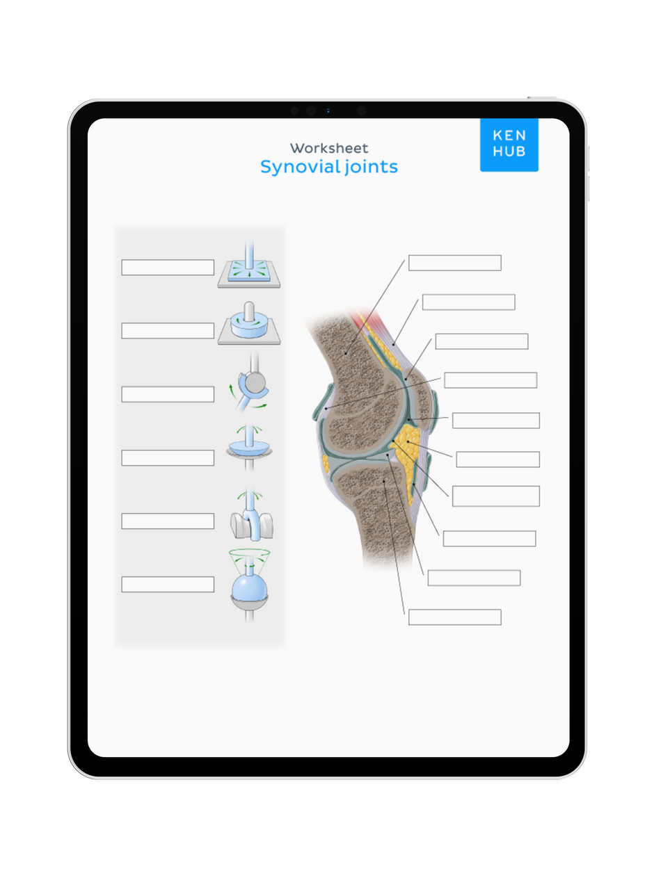 Labeling Worksheets – Kenhub Merch