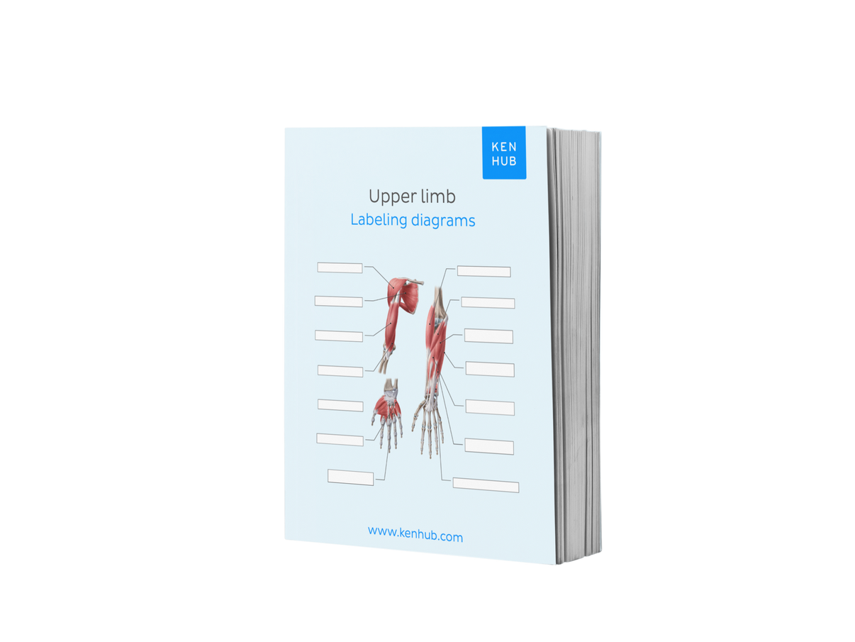 Upper Limb: Labeling Diagrams – Kenhub Merch