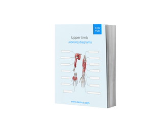 Upper Limb: Labeling Diagrams – Kenhub Merch