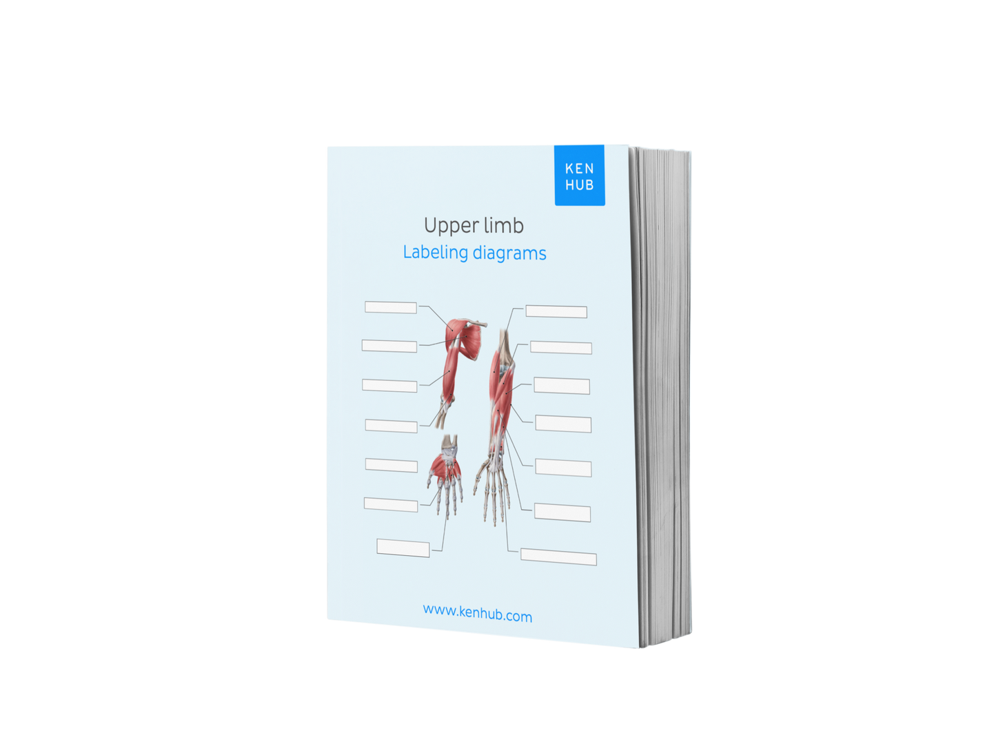 Upper Limb: Labeling Diagrams – Kenhub Merch