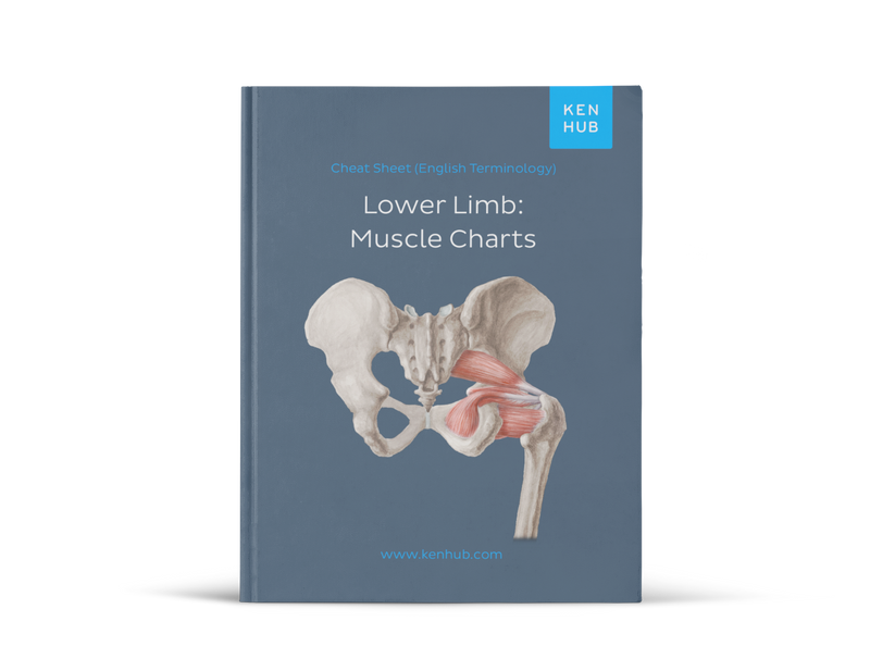 Lower Extremity: Muscle Charts (EN, DE, ES) – Kenhub Merch
