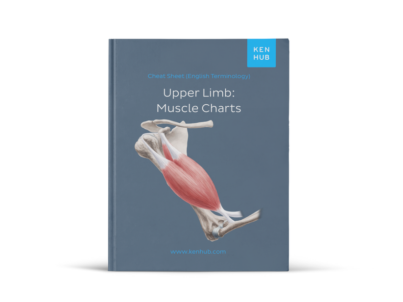 Upper Extremity: Muscle Charts (EN, DE, ES) – Kenhub Merch