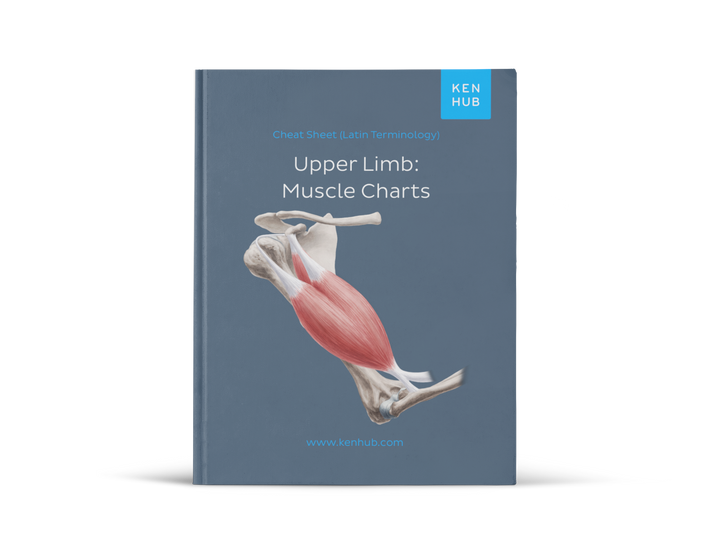 Muscle Charts – Kenhub Merch
