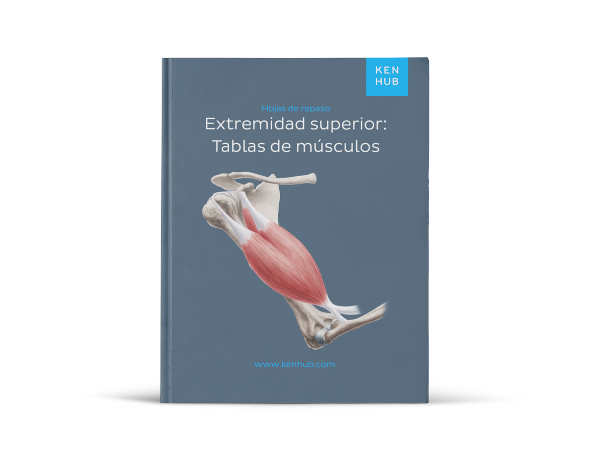 Upper Extremity: Muscle Charts (EN, DE, ES) – Kenhub Merch