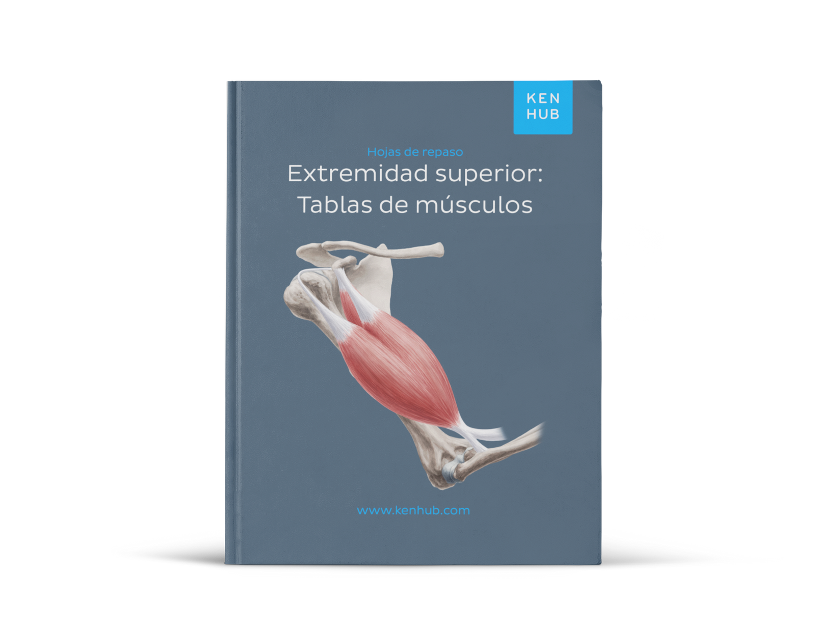 Upper Extremity: Muscle Charts (EN, DE, ES) – Kenhub Merch