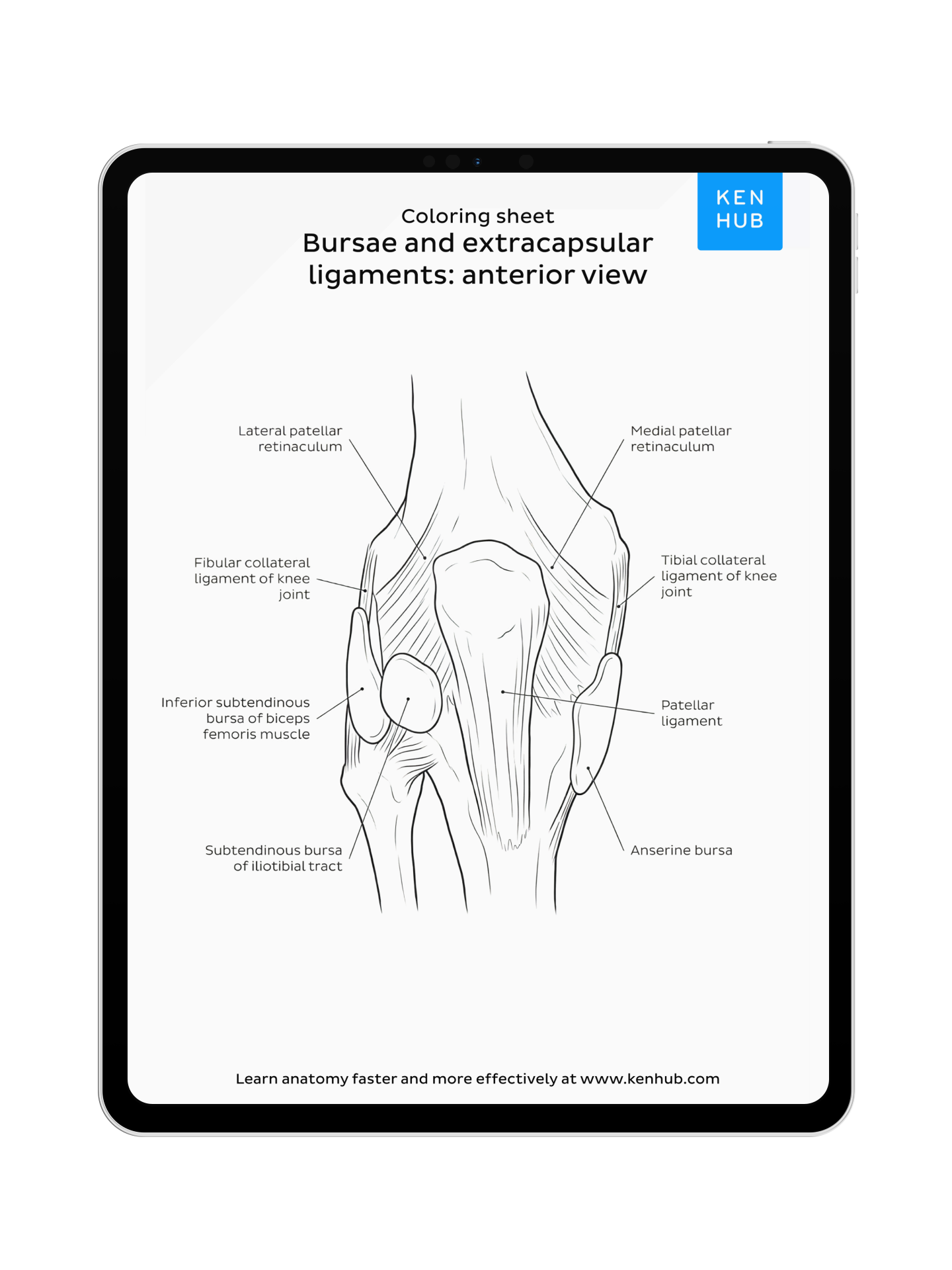 Lower Limb: Coloring Pages – Kenhub Merch