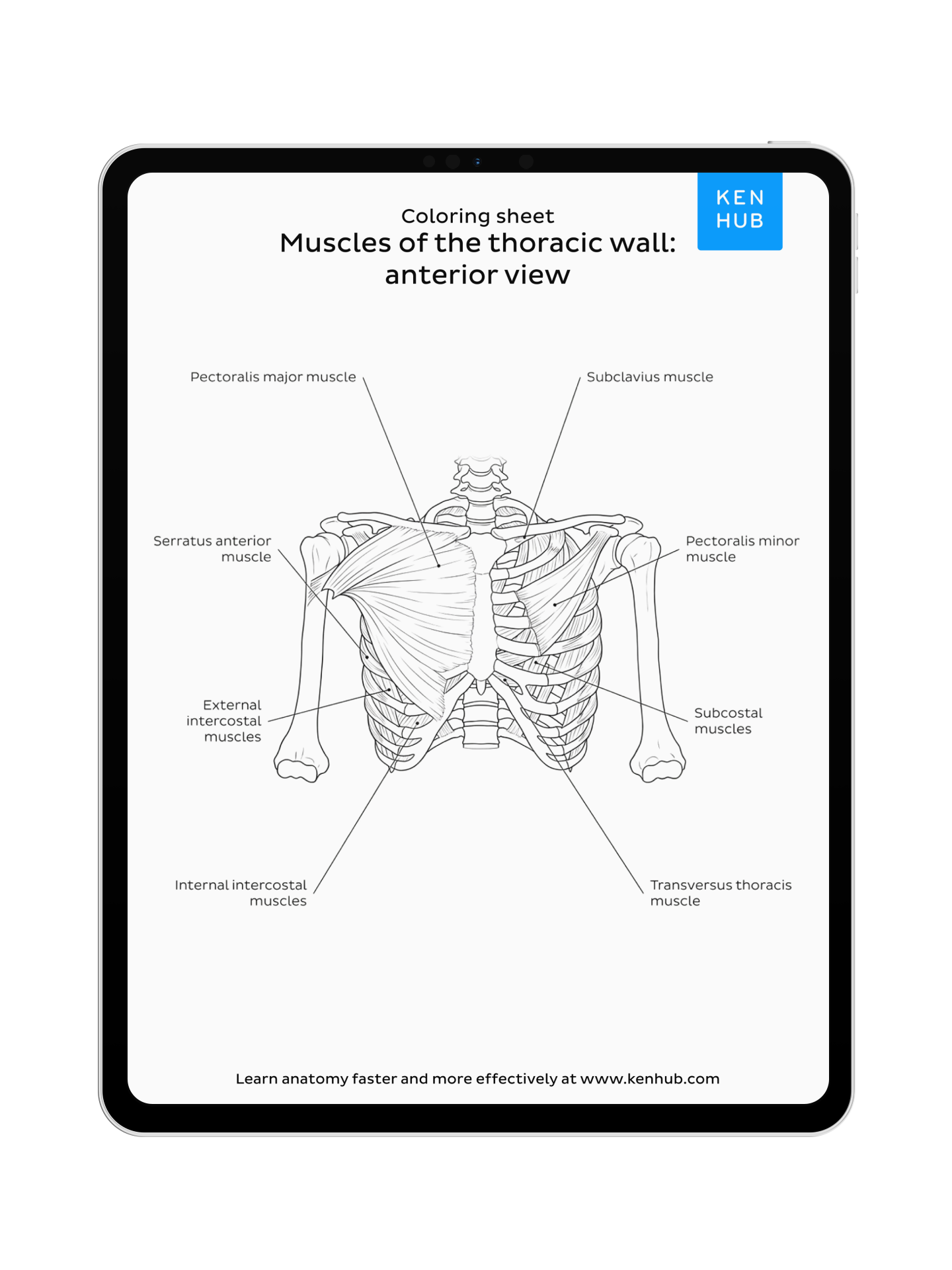 Thorax: Coloring Pages – Kenhub Merch